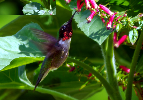 Attirer les colibris : une conférence avec Linda Dufault | SorelTracy ...